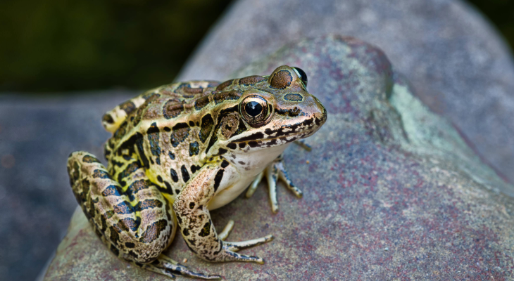 Summer sights and sounds: Frogs and toads | Flowers, Fruits, and Frass | Illinois Extension | UIUC